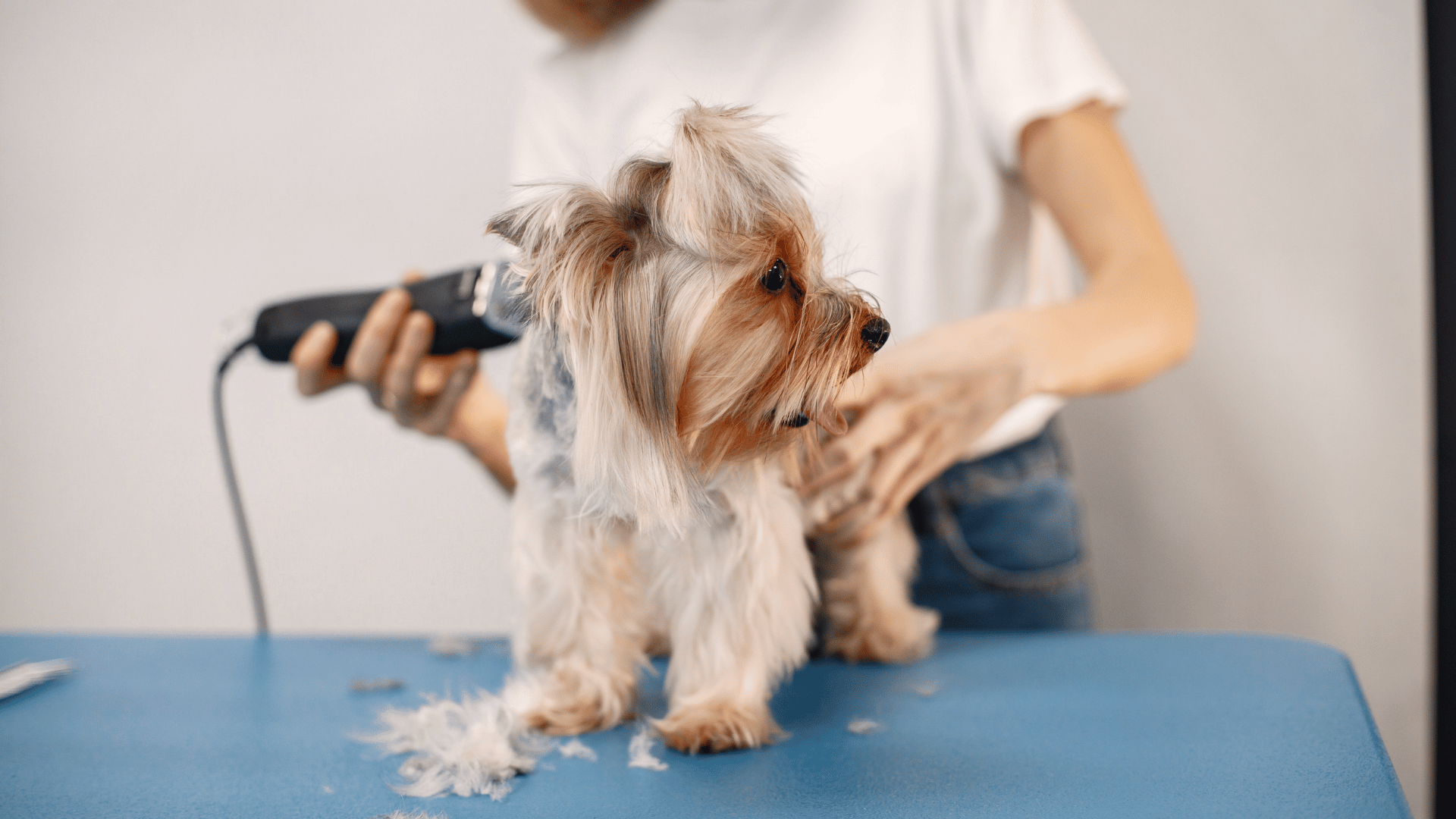 Pet Grooming In Nixa, MO | Cobblestone Veterinary Hospital